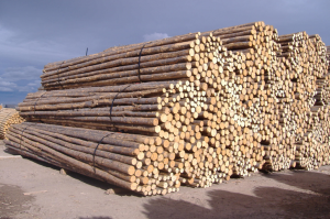 Poles – Lodgepole Products, Inc.